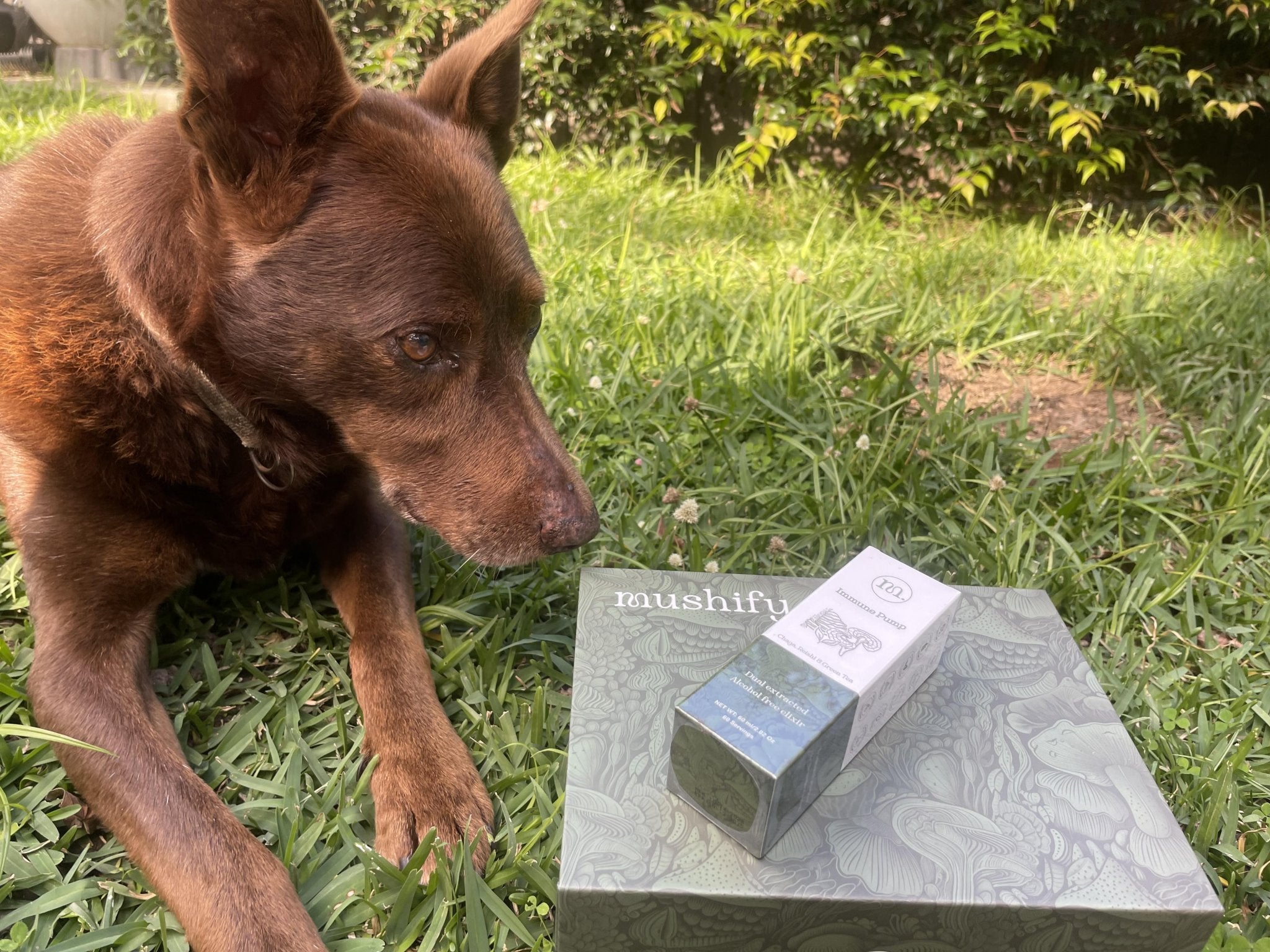 Medicinal Mushrooms and Tonic Herbs for Your Dog: A Vet-Approved Guide ...