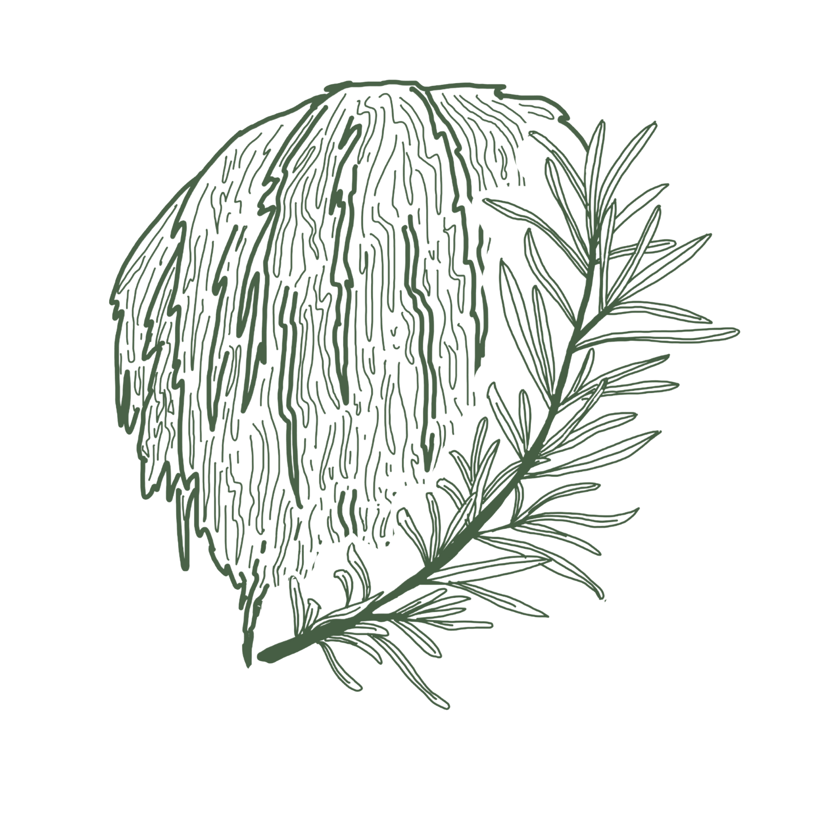 What does our 30:1 extract ratio mean, and why it matters – Mushify